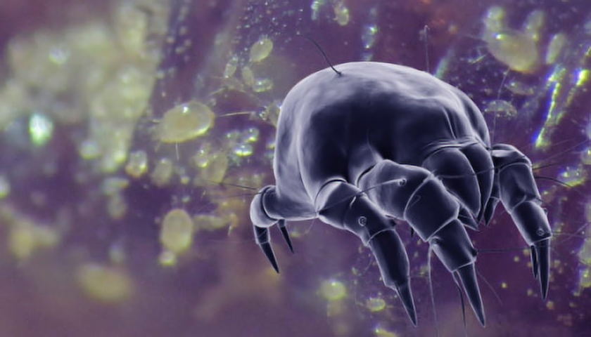 Jak účinně a efektivně odstranit roztoče v domácnosti | Pro Alergiky